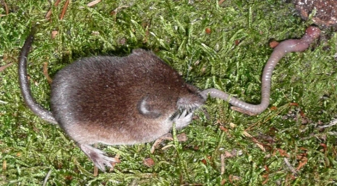 Common Shrew (Sorex araneus) | Media Animals And Creatures Wiki | Fandom