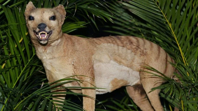 Thylacine (Thylacinus Cynocephalus) | Media Animals And Creatures Wiki ...
