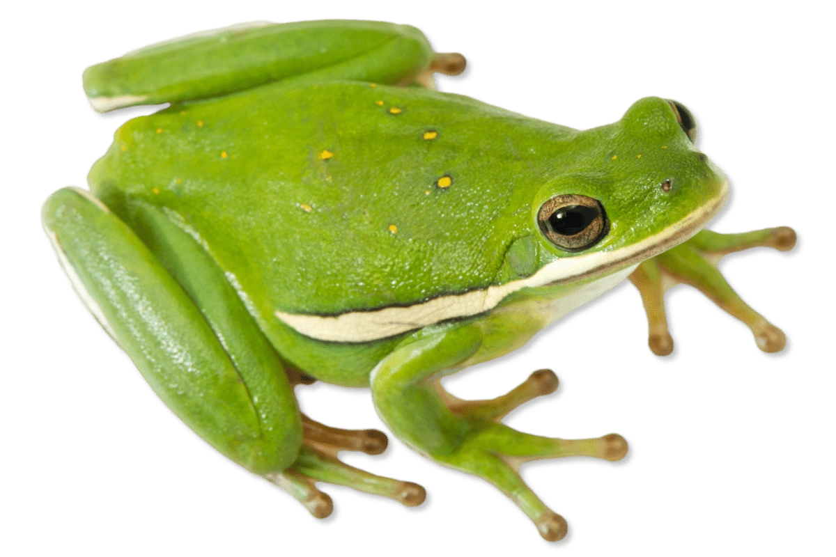 Tad | Froggy Books Wiki | Fandom