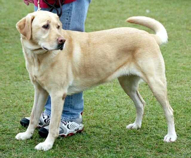 Yellow Dog | Froggy Books Wiki | Fandom