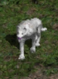 Wolf Companion | Median XL Wiki | Fandom