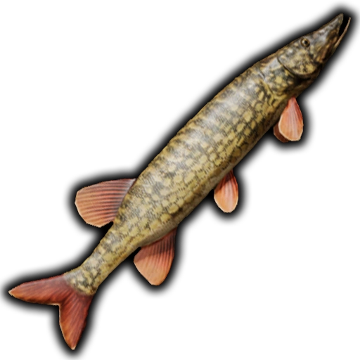 Pike (fish) | Medieval Dynasty New Settlement Wiki | Fandom