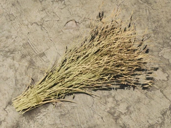 Flax Stalk | Medieval Dynasty Wiki | Fandom