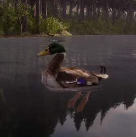 Duck | Medieval Dynasty Wiki | Fandom