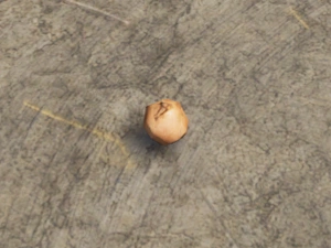 Onion | Medieval Dynasty Wiki | Fandom