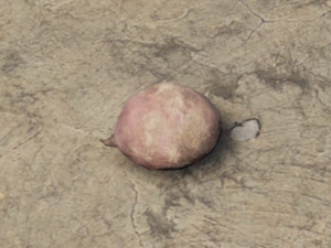 Beetroot | Medieval Dynasty Wiki | Fandom