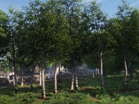 Tree | Medieval Dynasty Wiki | Fandom