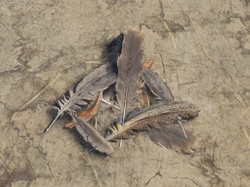 Feather | Medieval Dynasty Wiki | Fandom