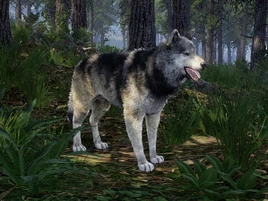 Wolf | Medieval Dynasty Wiki | Fandom