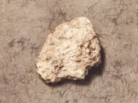 Rye | Medieval Dynasty Wiki | Fandom