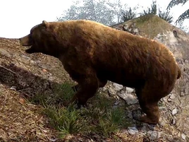 Bear | Medieval Dynasty Wiki | Fandom