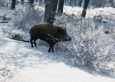 Wildschwein | Medieval Dynasty Wiki | Fandom