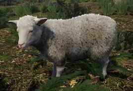 Sheep | Medieval Dynasty Wiki | Fandom
