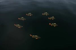 Perch | Medieval Dynasty Wiki | Fandom