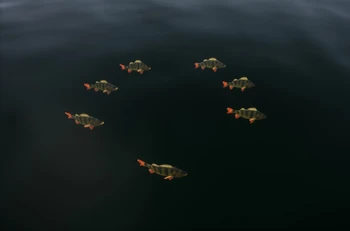 Perch | Medieval Dynasty Wiki | Fandom