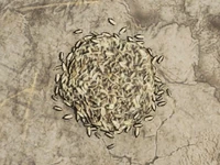 Seeds and grains | Medieval Dynasty Wiki | Fandom