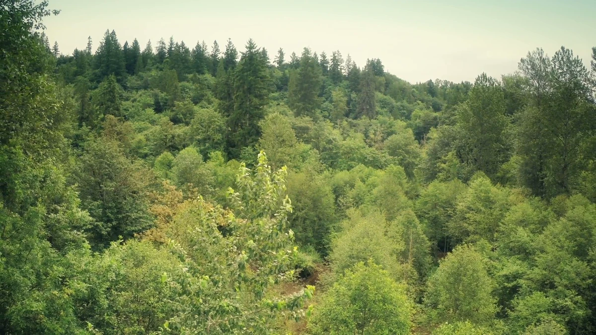 Ottery St Catchpole Forest | Medieval Hogwarts Roleplay Wiki | Fandom