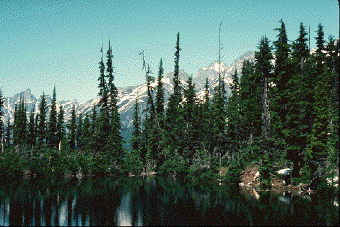 High Forest | Medieval Universes Wiki | Fandom