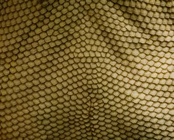 Dragonscale | Medieval Universes Wiki | Fandom