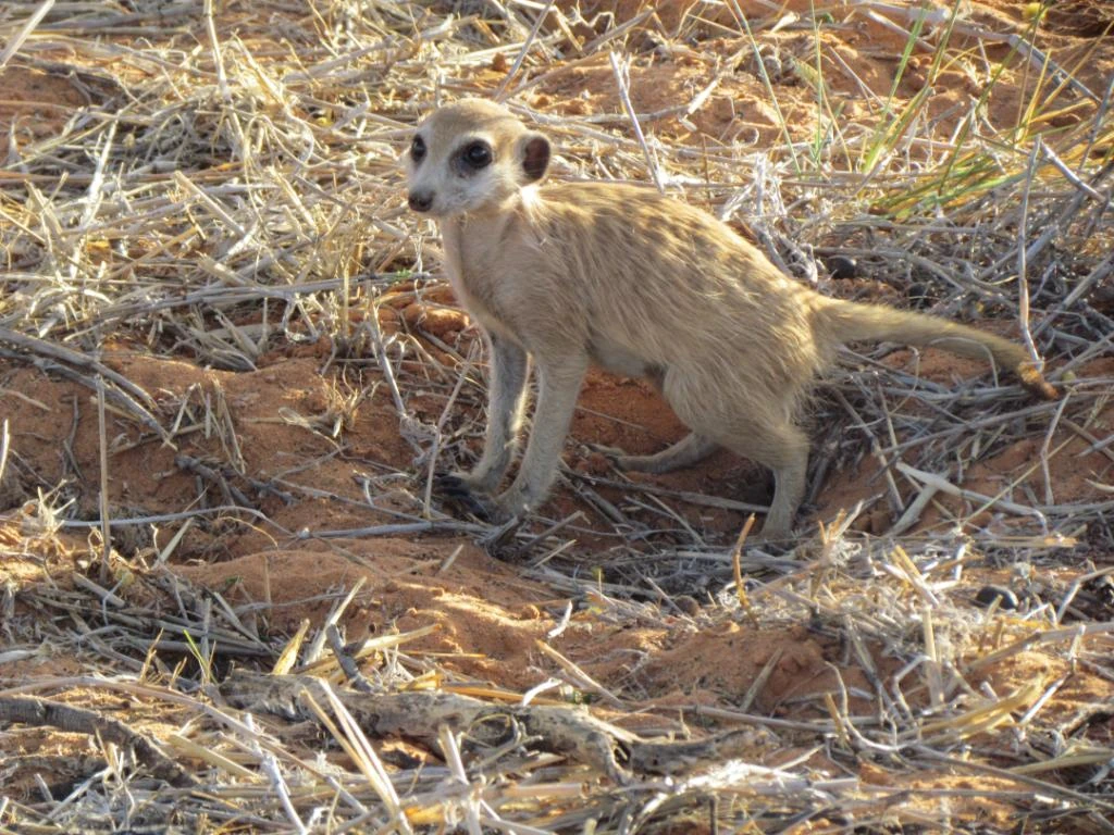 Orion Aztecs | Meerkat Role Play Wiki | Fandom