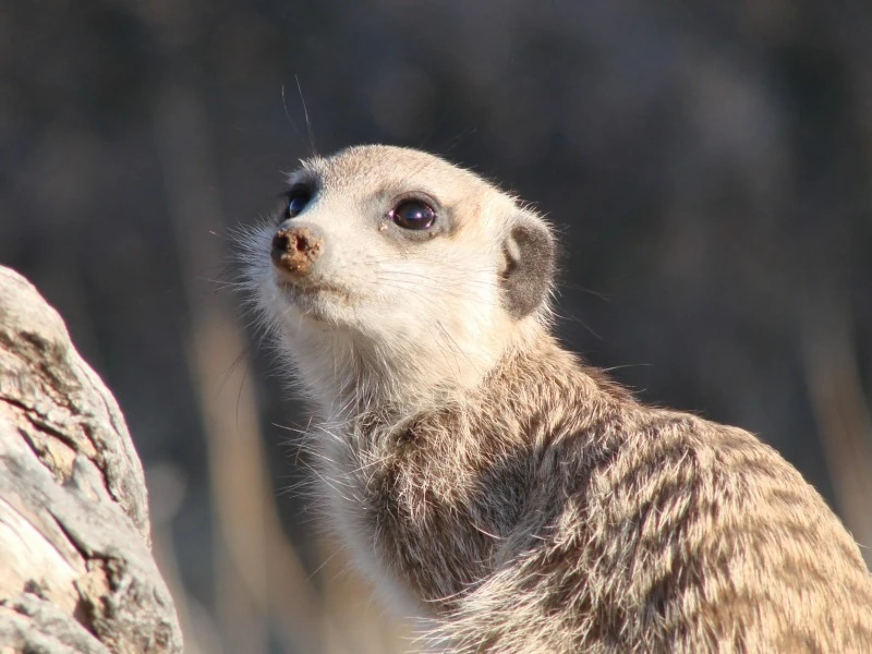 Candy Zappa | Meerkat Role Play Wiki | Fandom