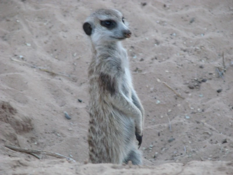 Ginger Whiskers | Meerkat Role Play Wiki | Fandom