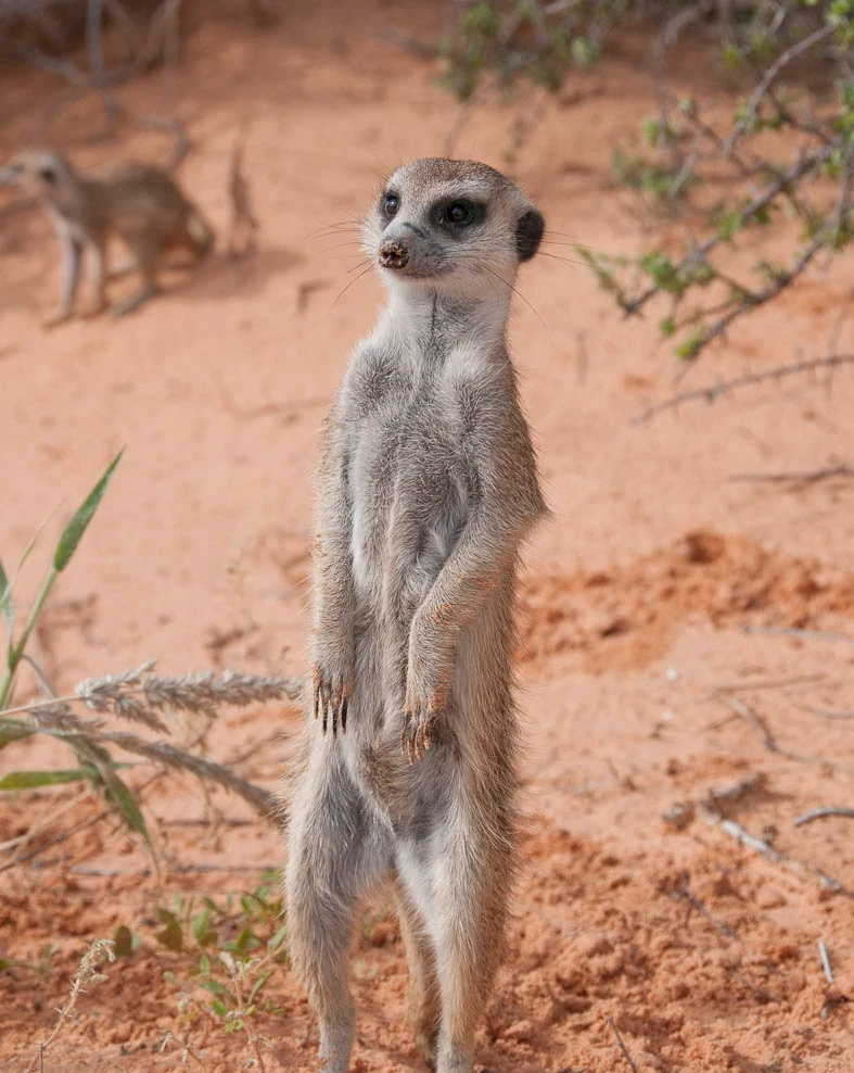 Rina Whiskers | Meerkat Role Play Wiki | Fandom