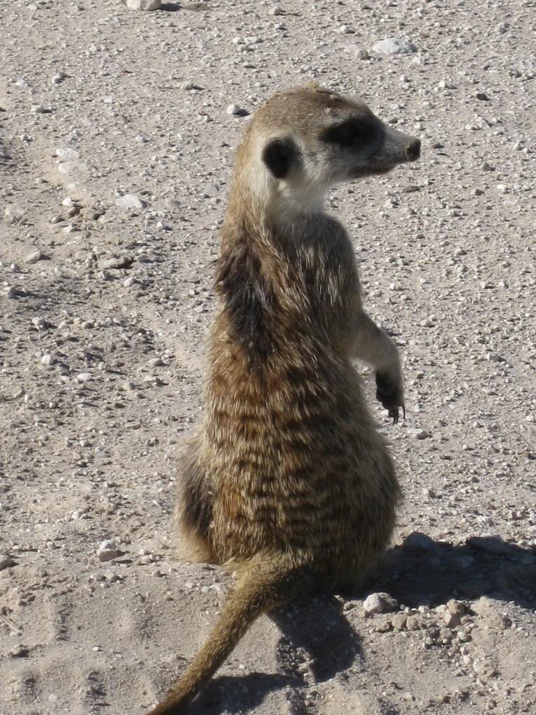 Rhea Commandos | Meerkat Role Play Wiki | Fandom