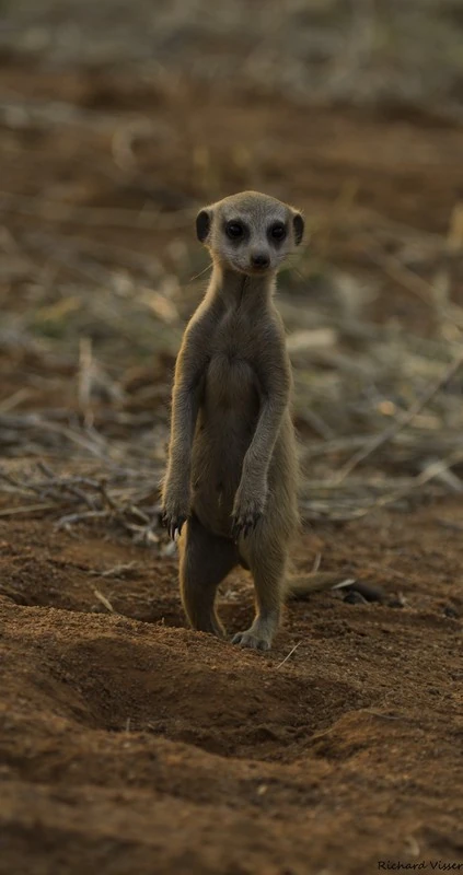Amara Aztecs | Meerkat Role Play Wiki | Fandom