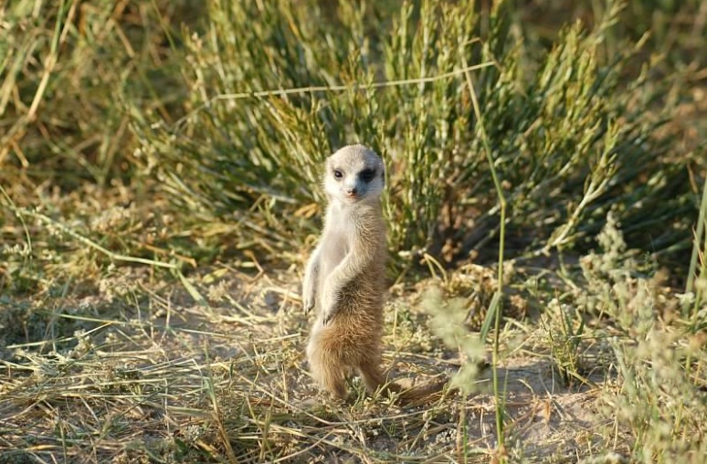Hunky Doreen Jaxx Meerkats Wiki Fandom