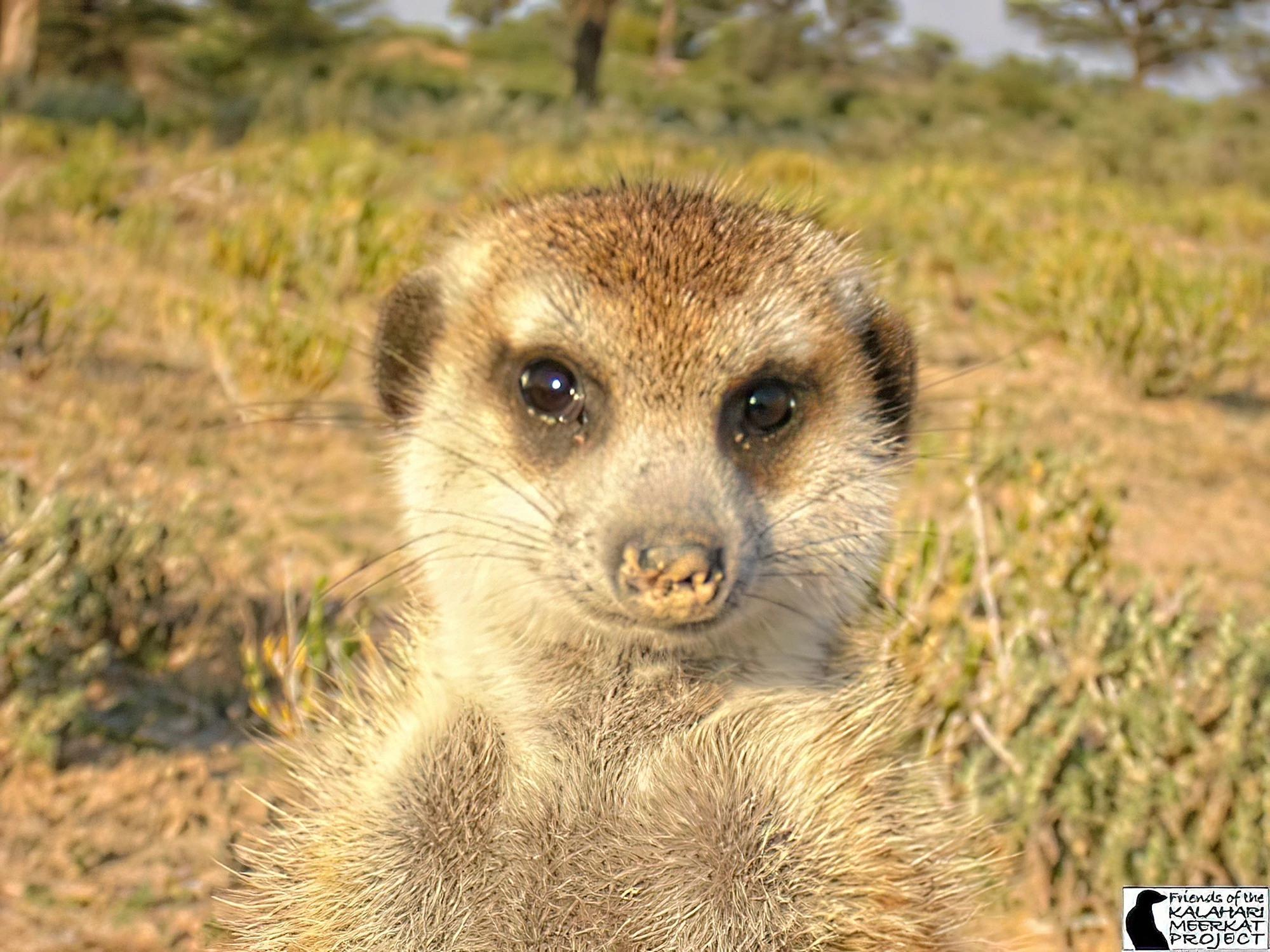 Mozart Whiskers | Meerkats Wiki | Fandom