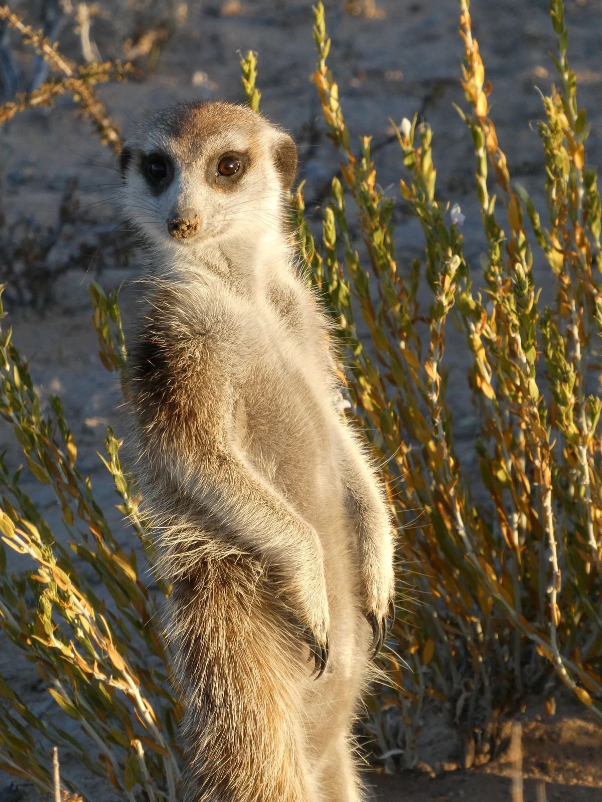 Dumpling Lazuli | Meerkats Wiki | Fandom