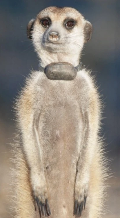 Cazanna Lazuli | Meerkats Wiki | Fandom