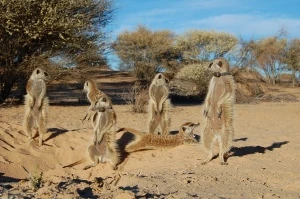 Sequoia Mob | Meerkats Wiki | Fandom