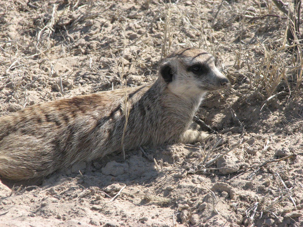 Caroline Lazuli Meerkats Wiki Fandom