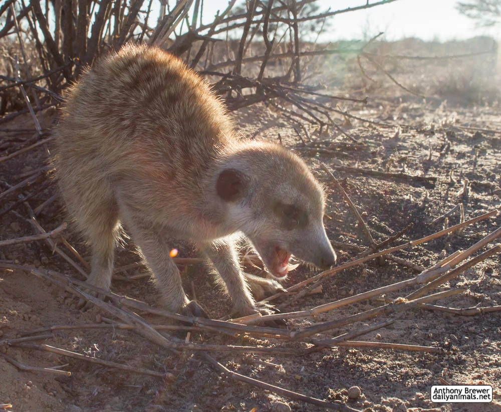 Griene Tsiis Lazuli | Meerkats Wiki | Fandom