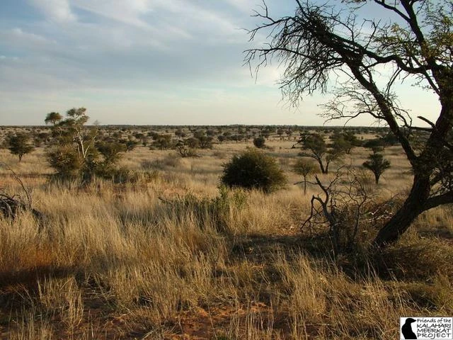 Kalahari Meerkat Project | Meerkats Wiki | Fandom