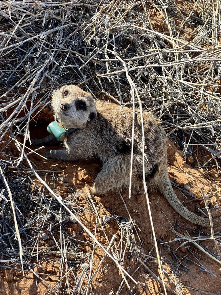 Greebo Hakuna Matata | Meerkats Wiki | Fandom