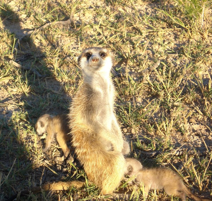 Toppen Lazuli Meerkats Wiki Fandom