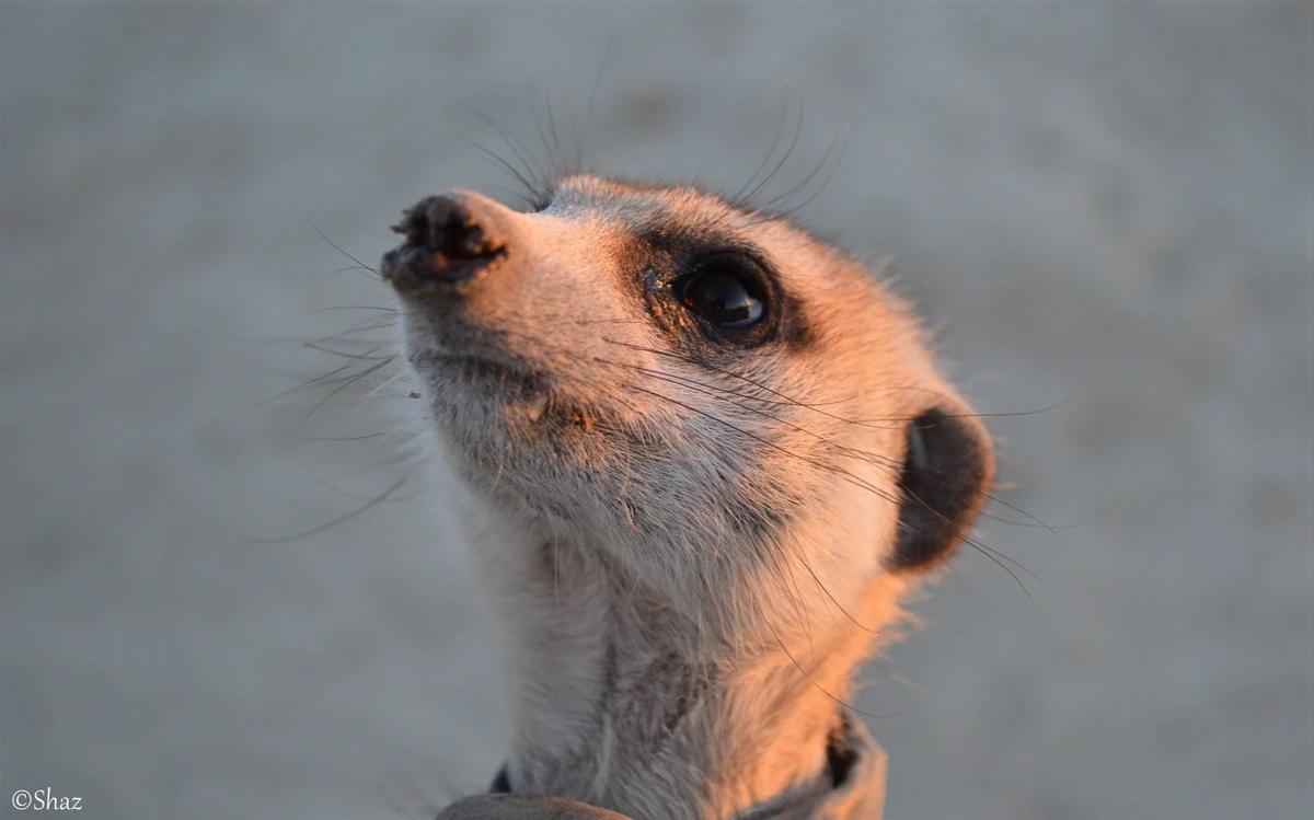 Sigma Lazuli | Meerkats Wiki | Fandom