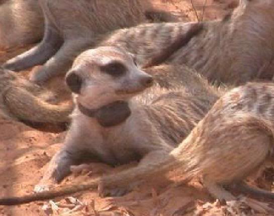 Aretha Lazuli Meerkats Wiki Fandom