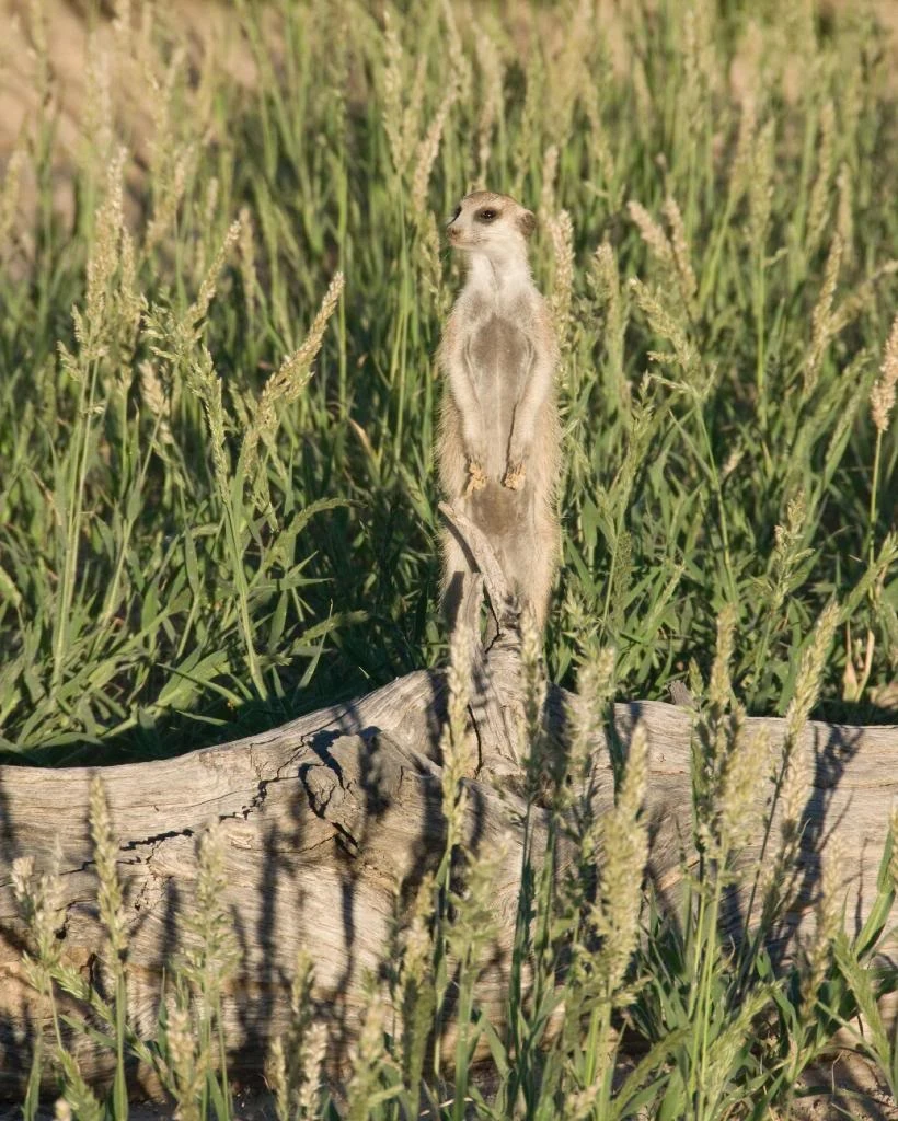 De La Ray Commandos | Meerkats Wiki | Fandom