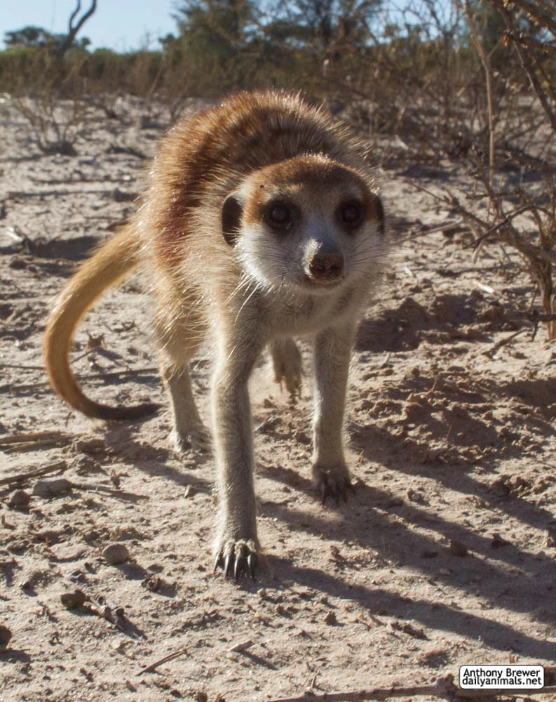 Paddle Pop JaXX | Meerkats Wiki | Fandom