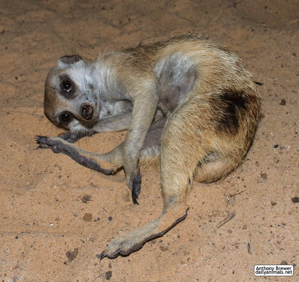 Bearslayer Whiskers | Meerkats Wiki | Fandom