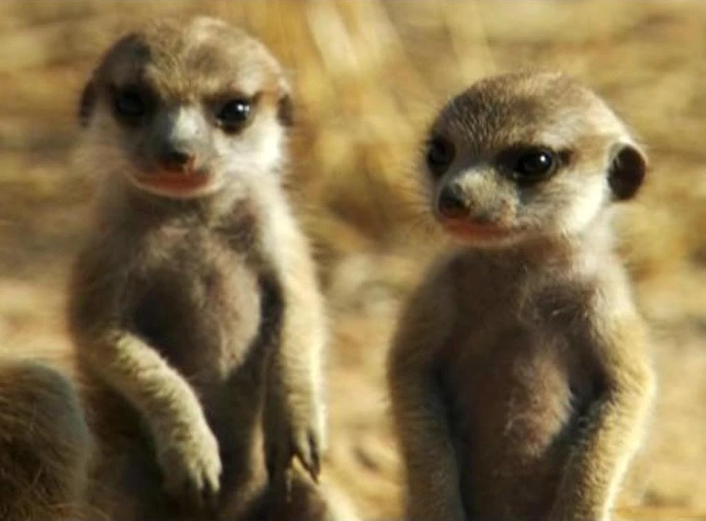 Suggs Whiskers | Meerkats Wiki | Fandom