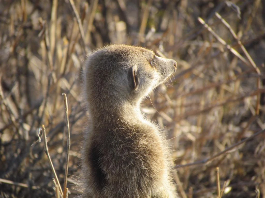 Todger Sequoia | Meerkats Wiki | Fandom