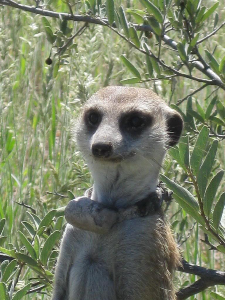 Ella Whiskers Meerkats Wiki Fandom