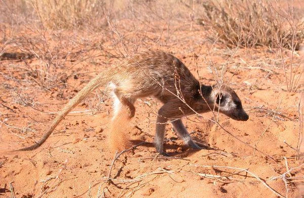 Habusu Young Ones | Meerkats Wiki | Fandom