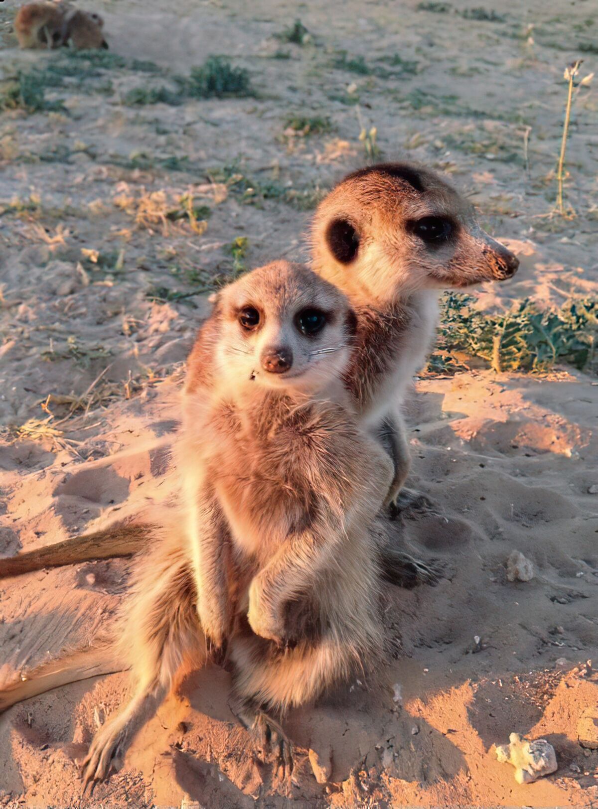 Candy Whiskers Meerkats Wiki Fandom