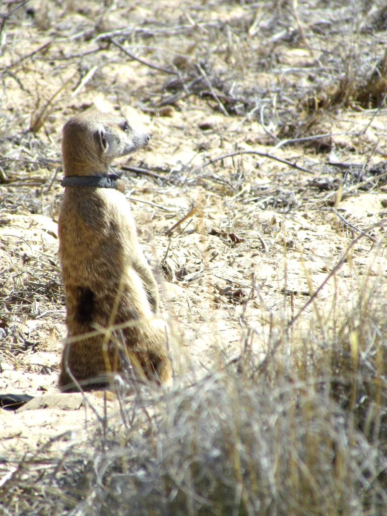 Cave Men Mob/Gallery | Meerkats Wiki | Fandom